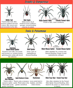 spider pest control australia Archives - Pest Busters Sydney